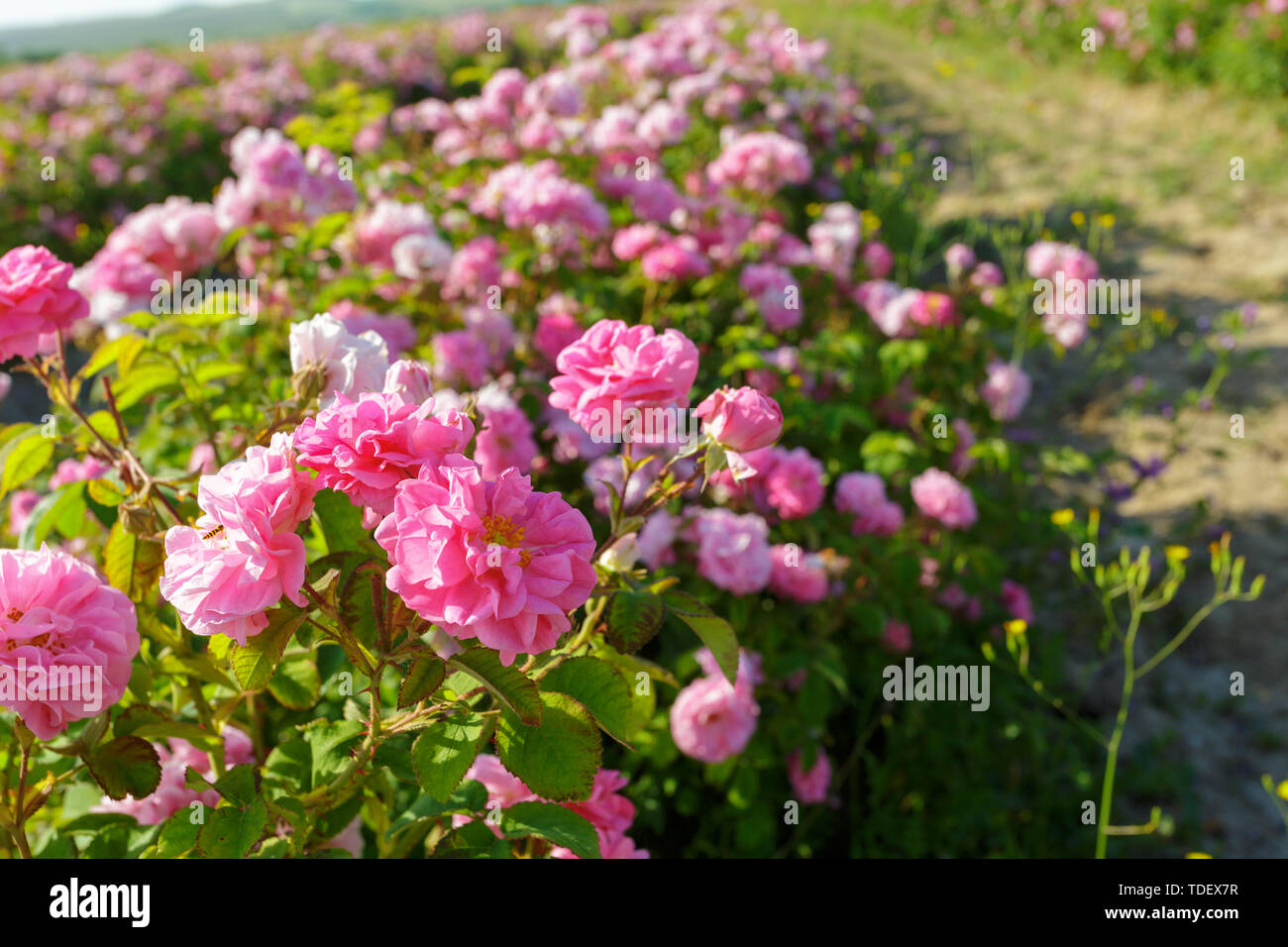 Rosebush farming hi-res stock photography and images - Alamy