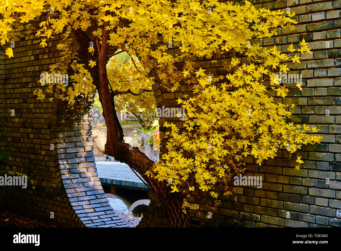 Red Brick Art Gallery Autumn Col Stock Photo - Alamy