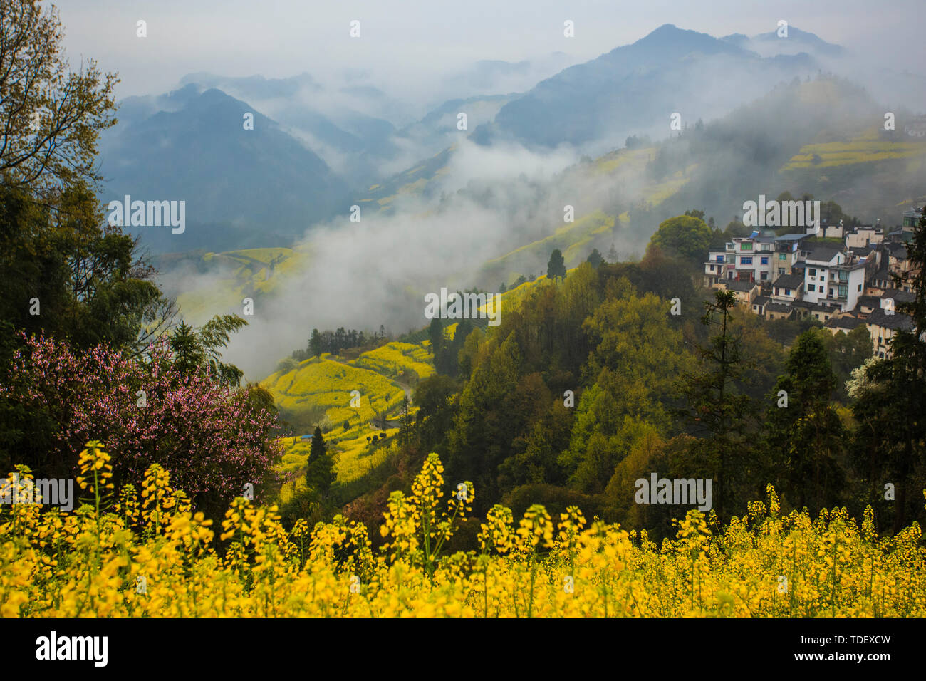 Shitan spring color Stock Photo - Alamy