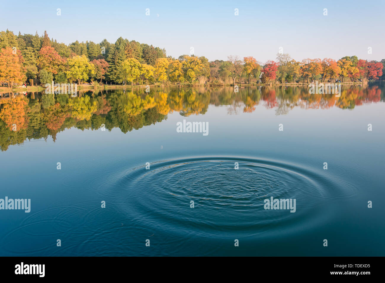 Nanjing Autumn Zhongshan Botanical Garden Qianhu autumn tallow tree ...