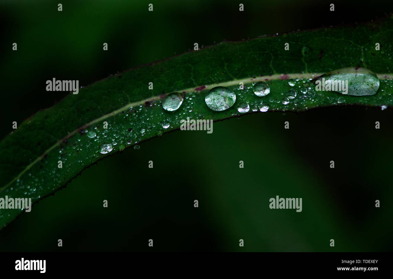 Microscopic view of plant hi-res stock photography and images - Alamy