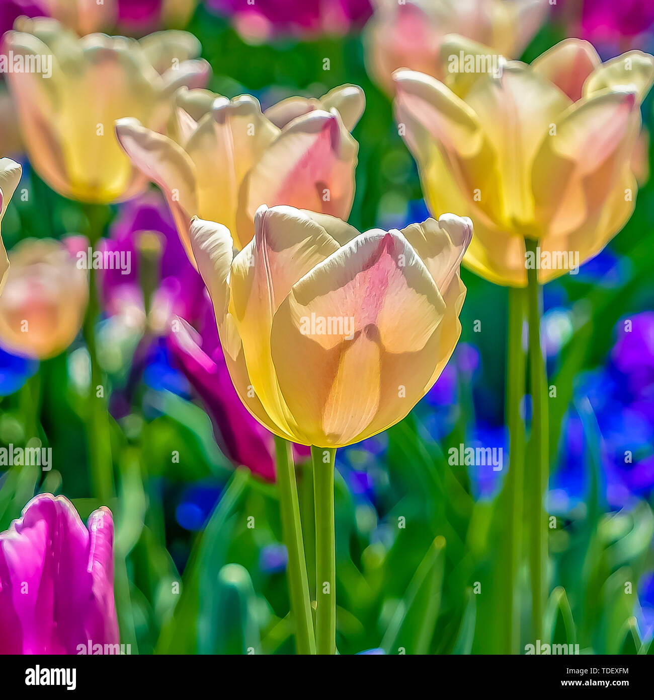 Tuli flower hi-res stock photography and images - Alamy