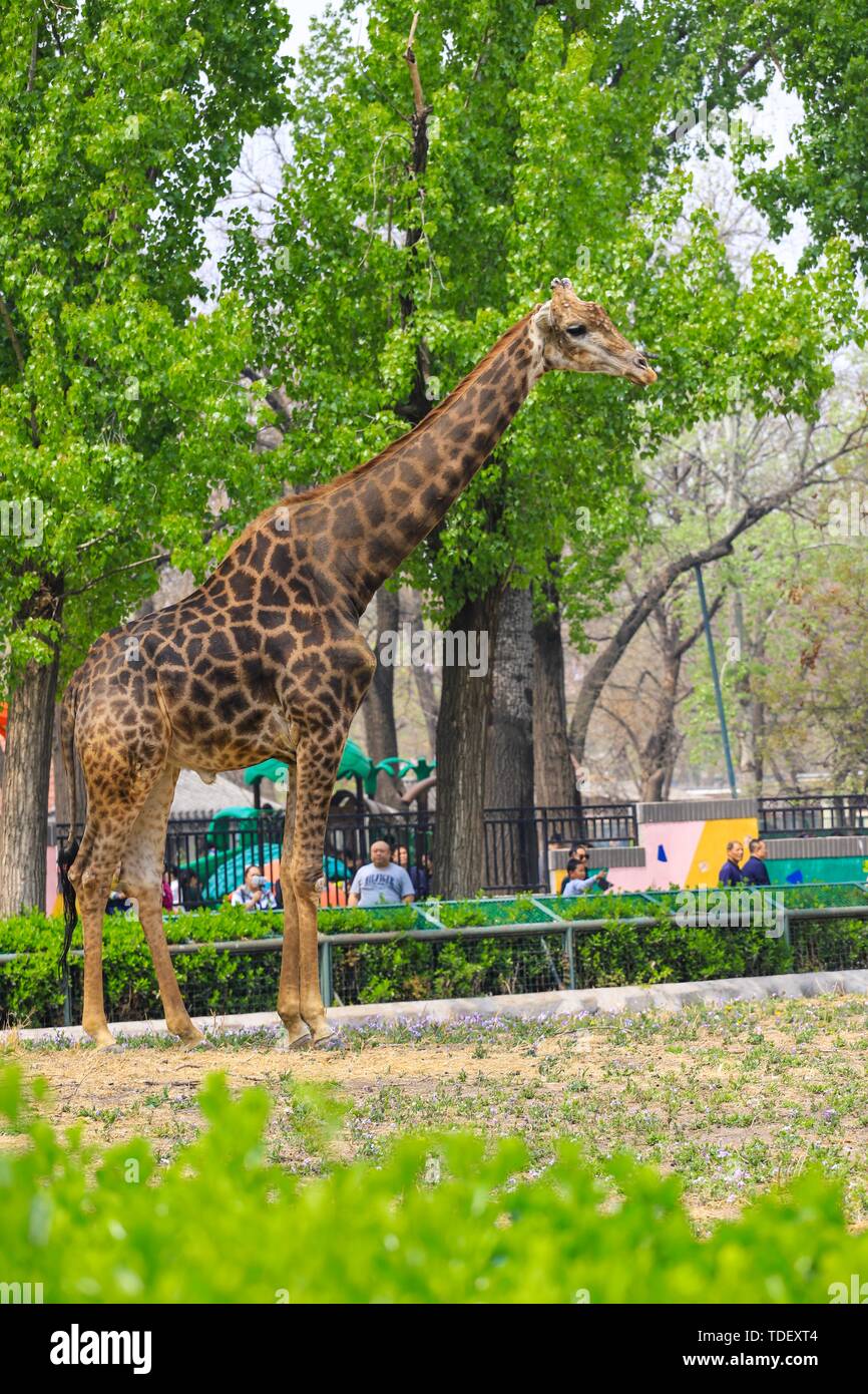 Beijing Zoo Animals High Resolution Stock Photography and Images - Alamy