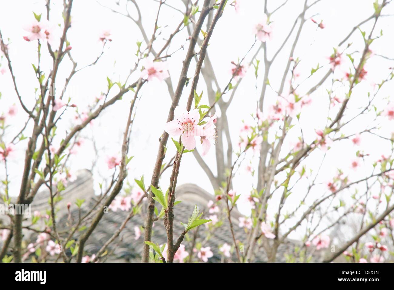 Spring in the gardens of Suzhou Stock Photo - Alamy