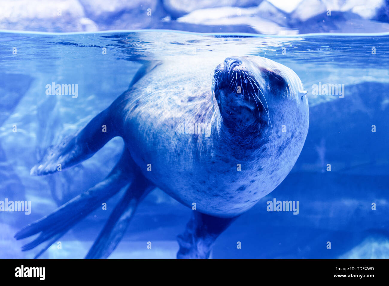 Sea Animal Museum, Shanghai Haichang Ocean Park Stock Photo - Alamy