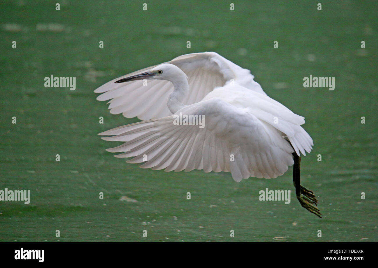 A group of egrets Stock Photo - Alamy