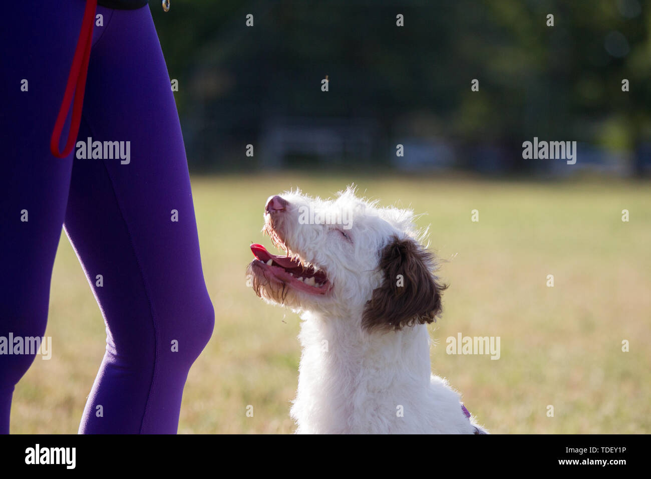 The Jack Russell Terror Stock Photo - Alamy