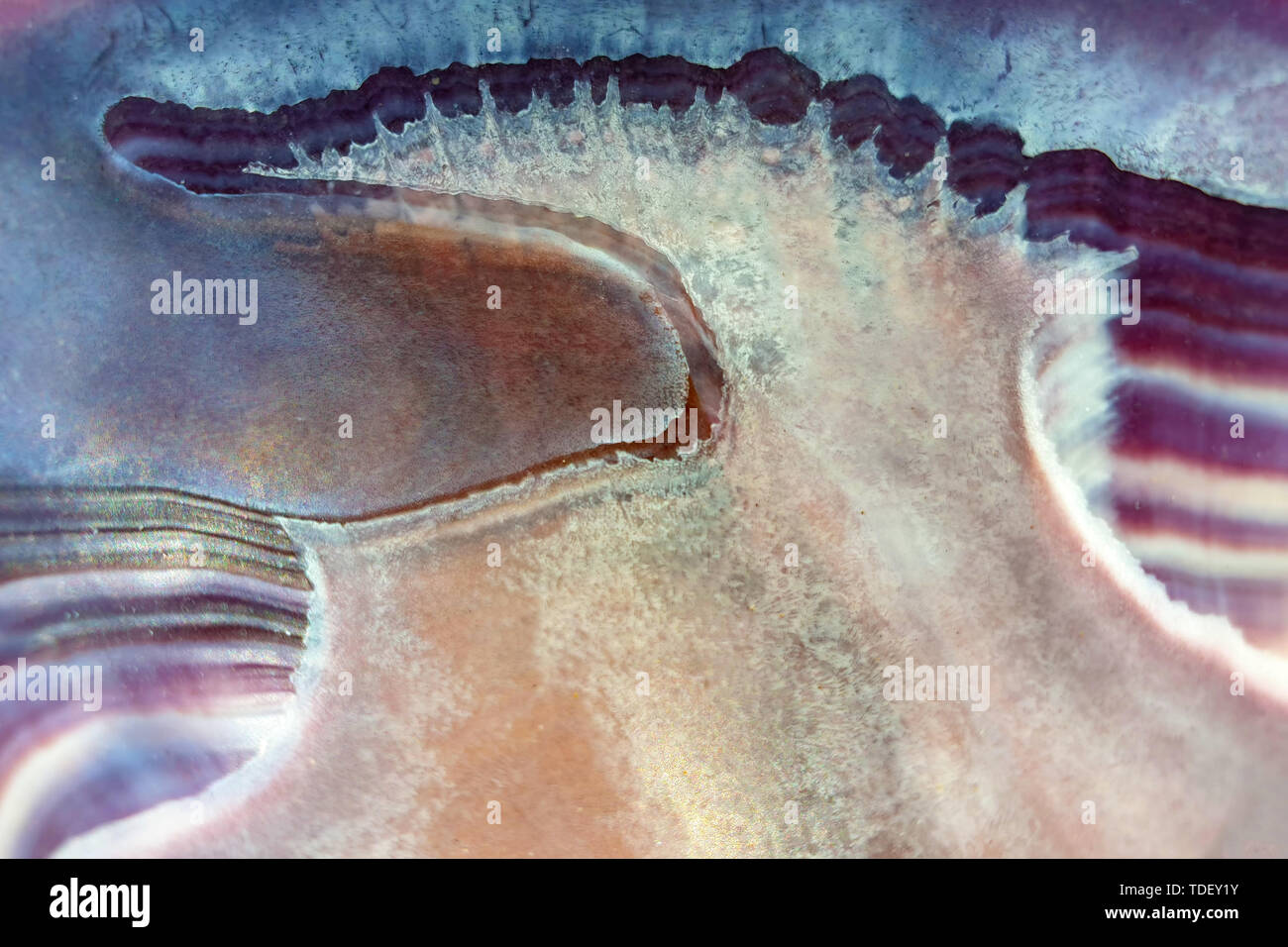 Colorful surface of shells. Multi colored mother of pearl background ...