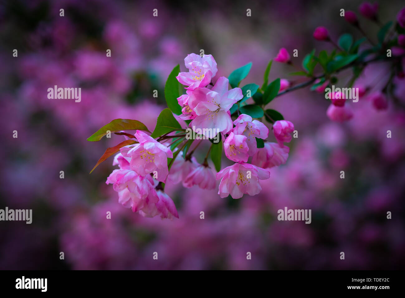 High definition flowers hi-res stock photography and images - Alamy