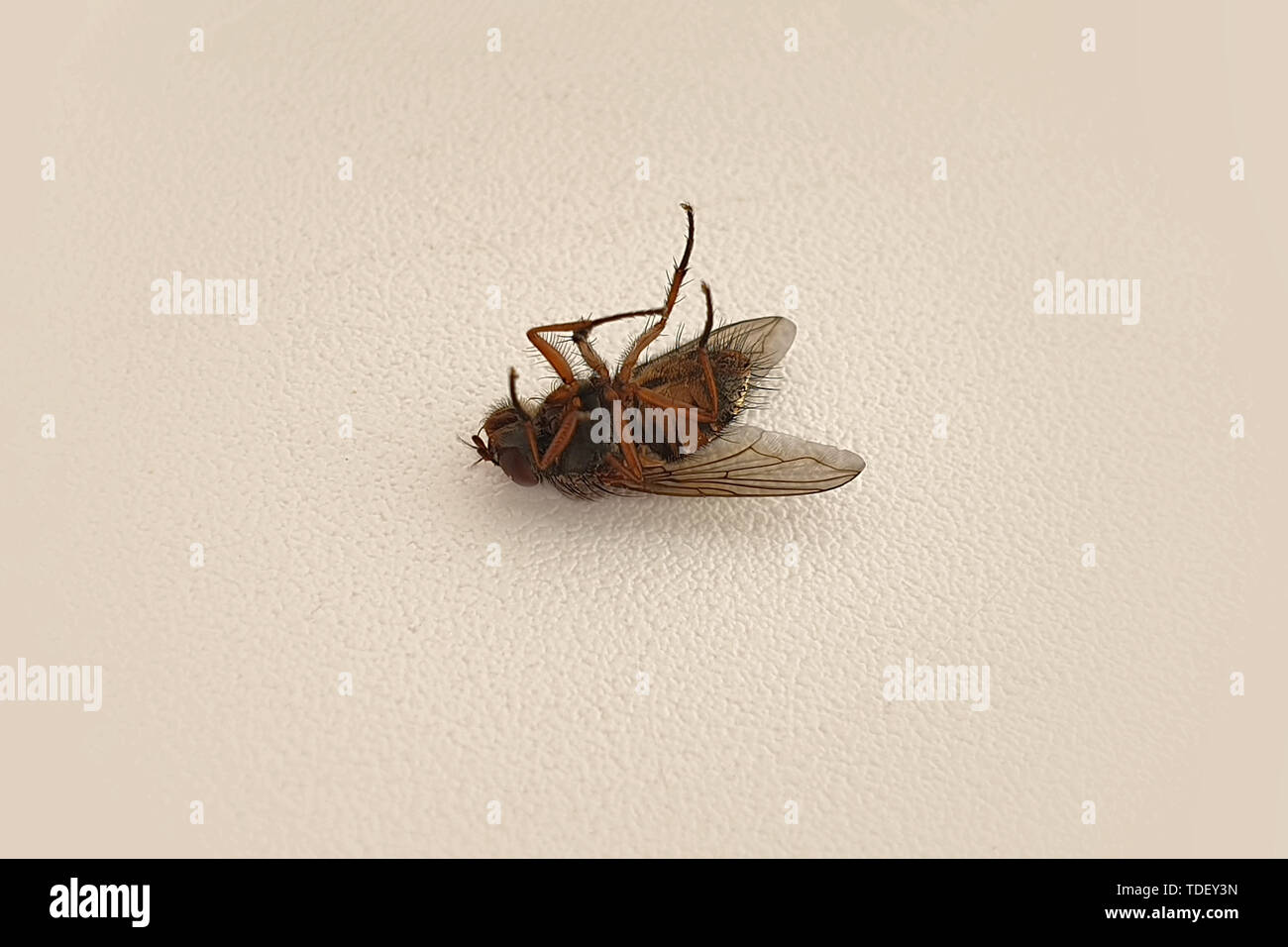 Dead fly lying on his back. Dead insect Stock Photo - Alamy