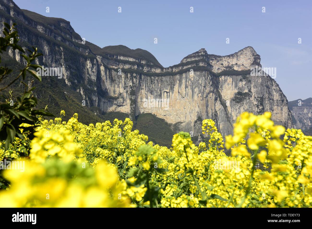 Canola in Enshi Grand Canyon Scenic Area, Hubei Province Stock Photo ...