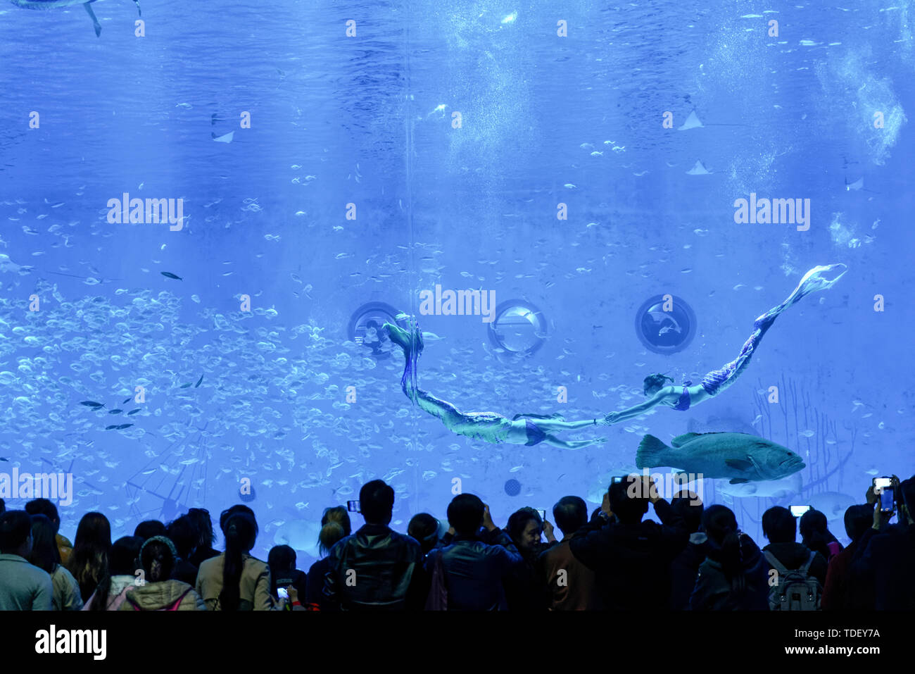 Mermaid performance at Haichang Ocean Park, Shanghai Stock Photo - Alamy