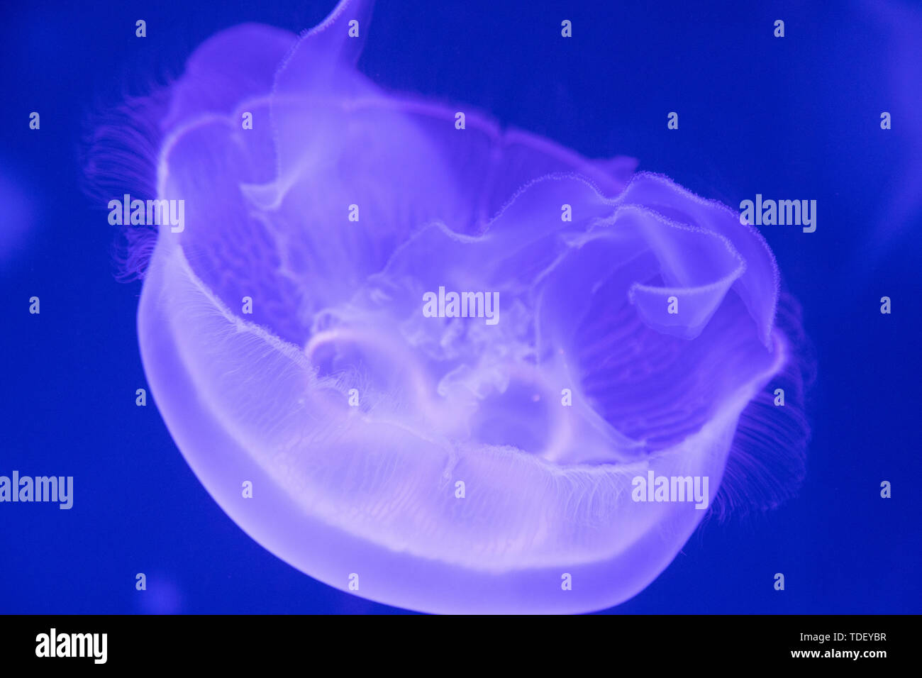 Jellyfish in the ocean Stock Photo - Alamy