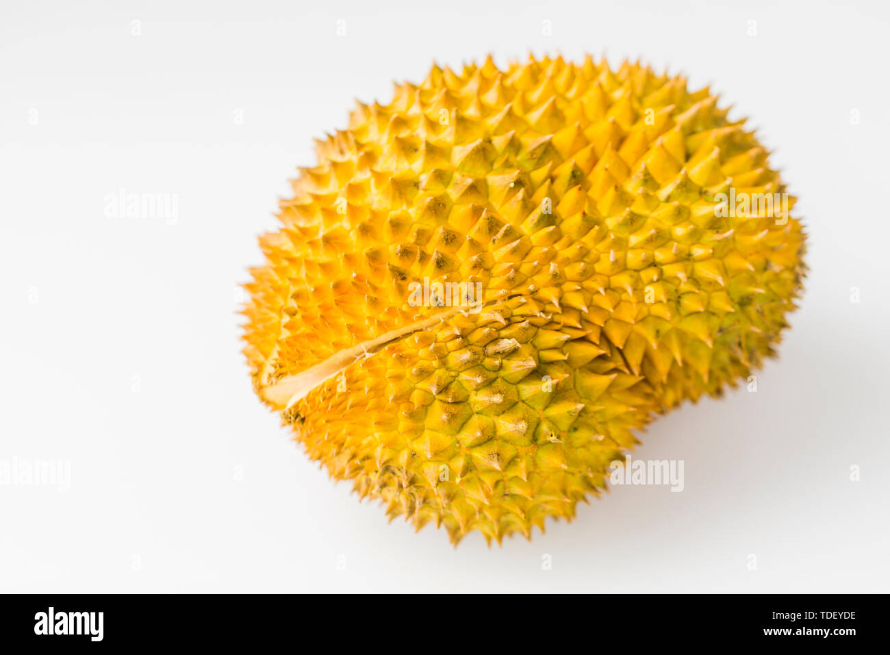 Growing durian hi-res stock photography and images - Alamy
