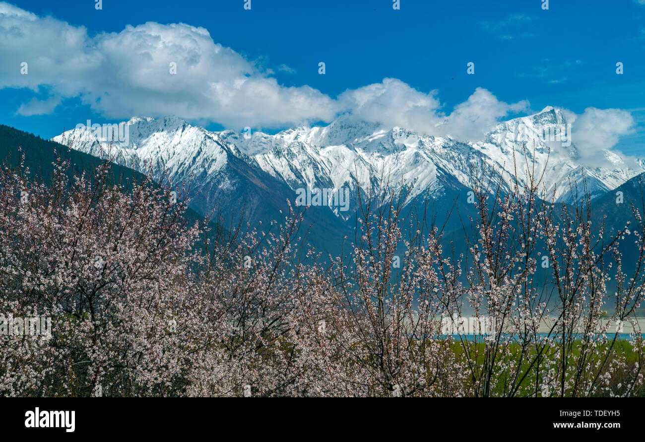 Lin zhi hi-res stock photography and images - Alamy