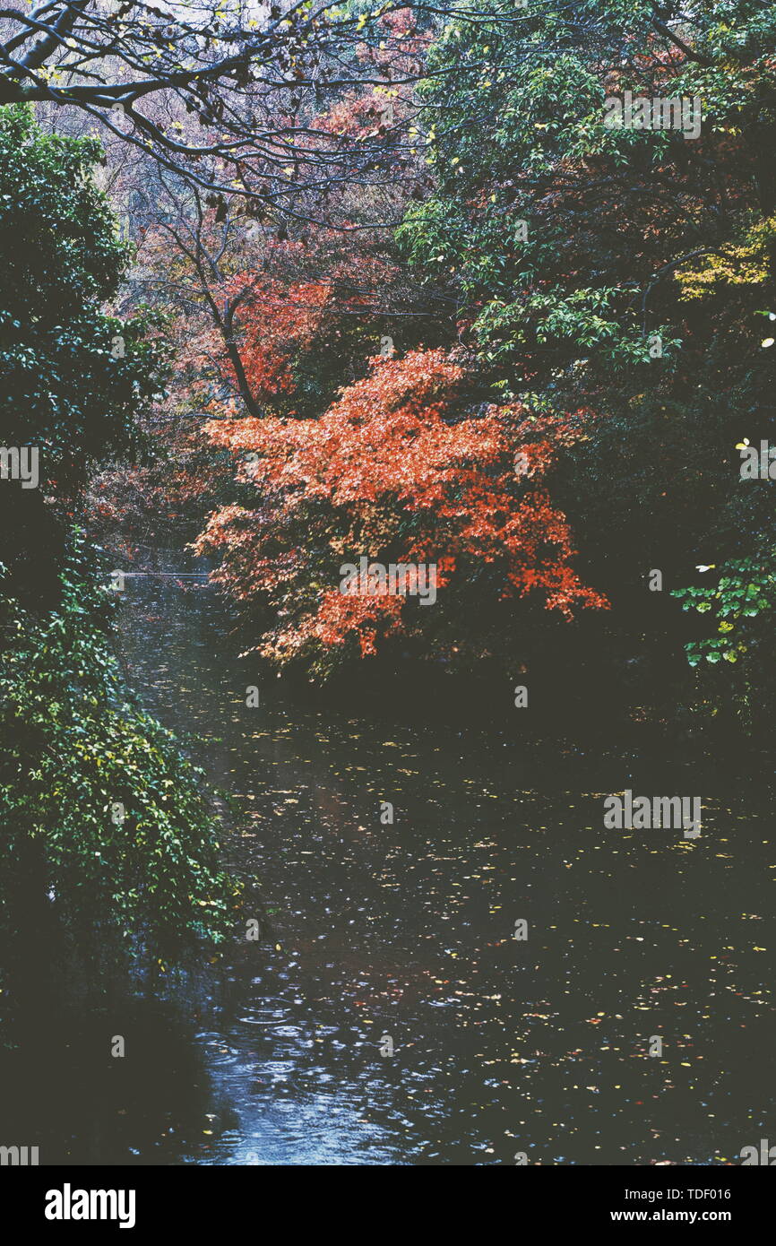 Late autumn red maple Stock Photo - Alamy