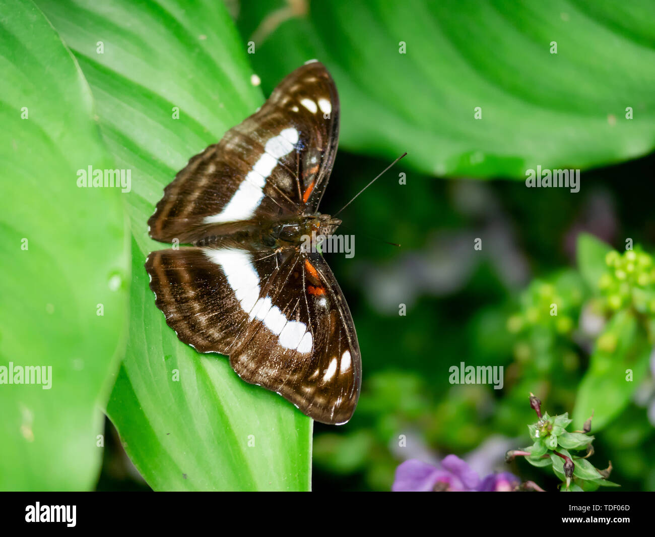 Crescent butterflies hi-res stock photography and images - Alamy