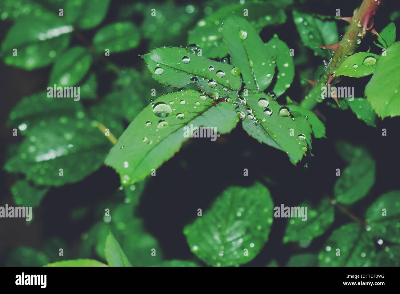 Foliation of leaves hi-res stock photography and images - Alamy