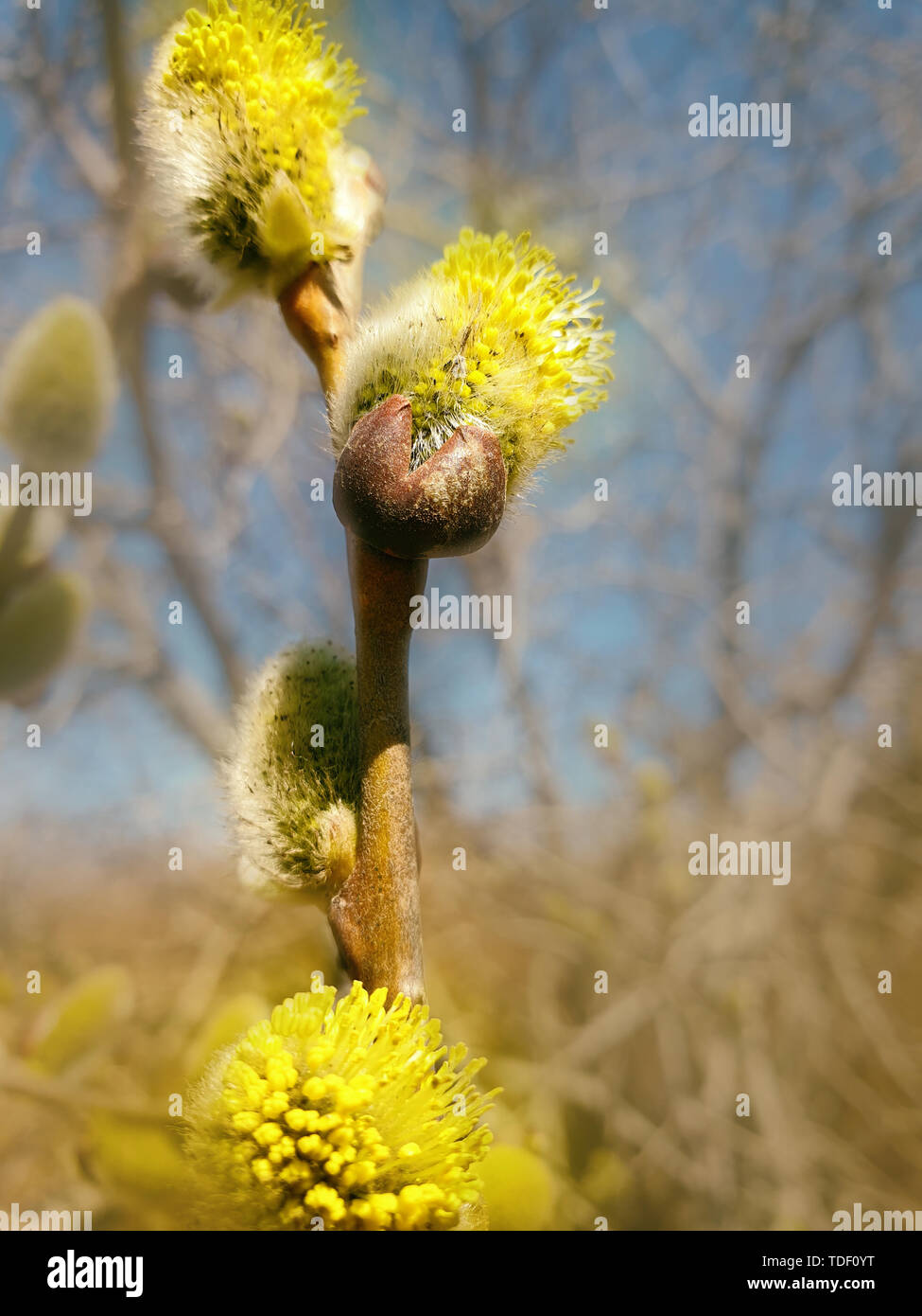 Willow blossom in spring. Beautiful pussy willow flowers branches Stock ...