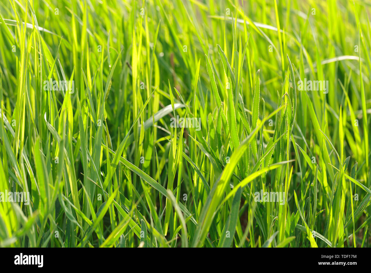 spring grass field Stock Photo - Alamy