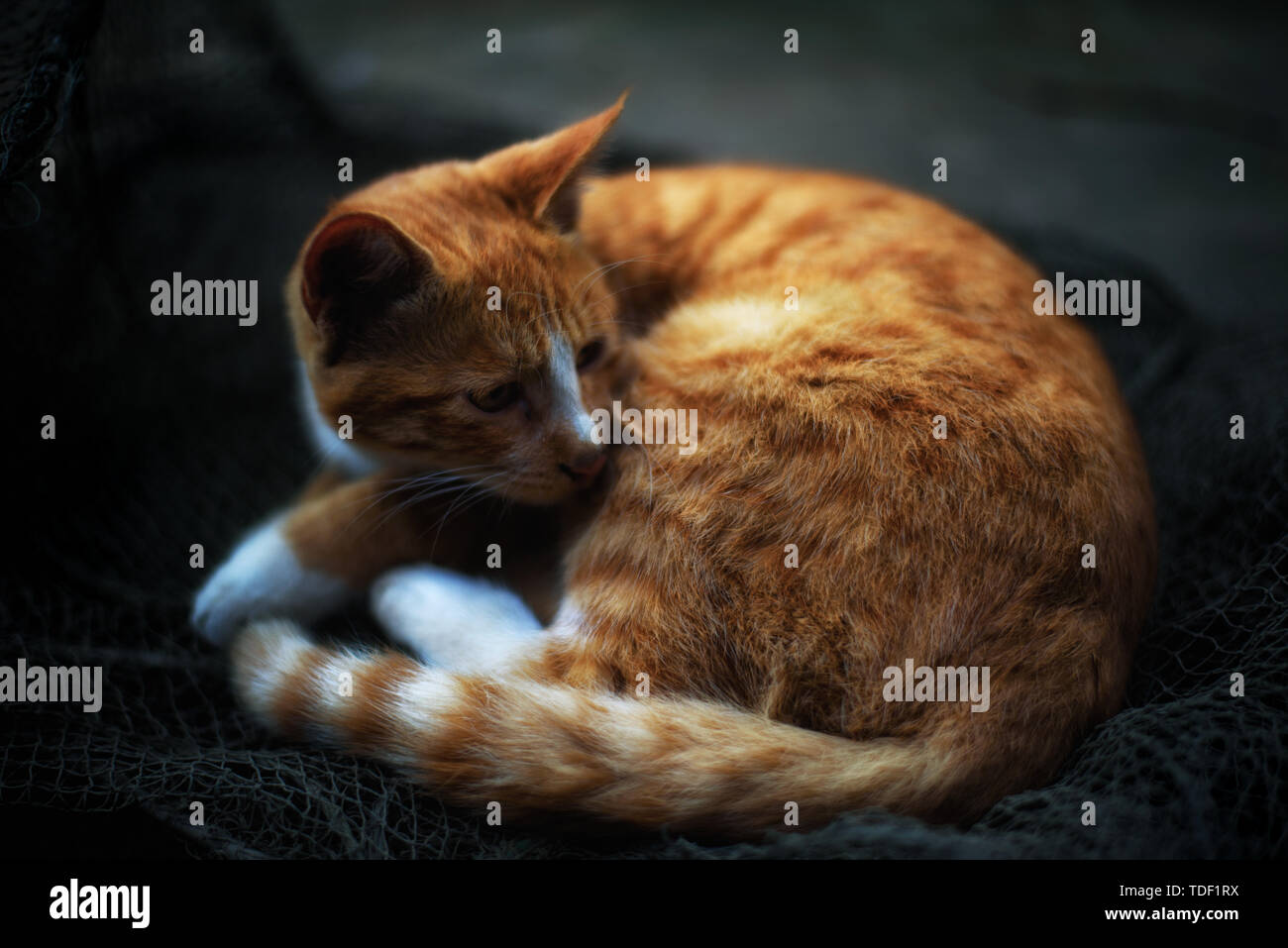 Cat lying on a fishing net Stock Photo - Alamy