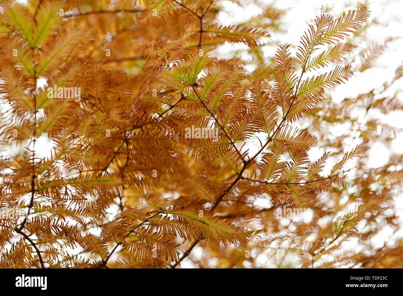 Golden fir trees in autumn Stock Photo - Alamy