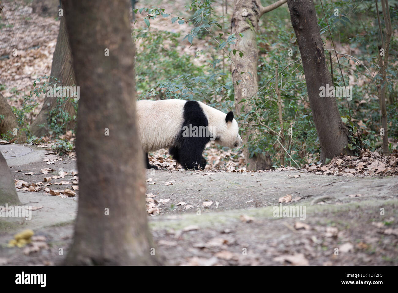 Nature trees trees no one tree mammals. Outdoors. Wildlife. Leaves ...