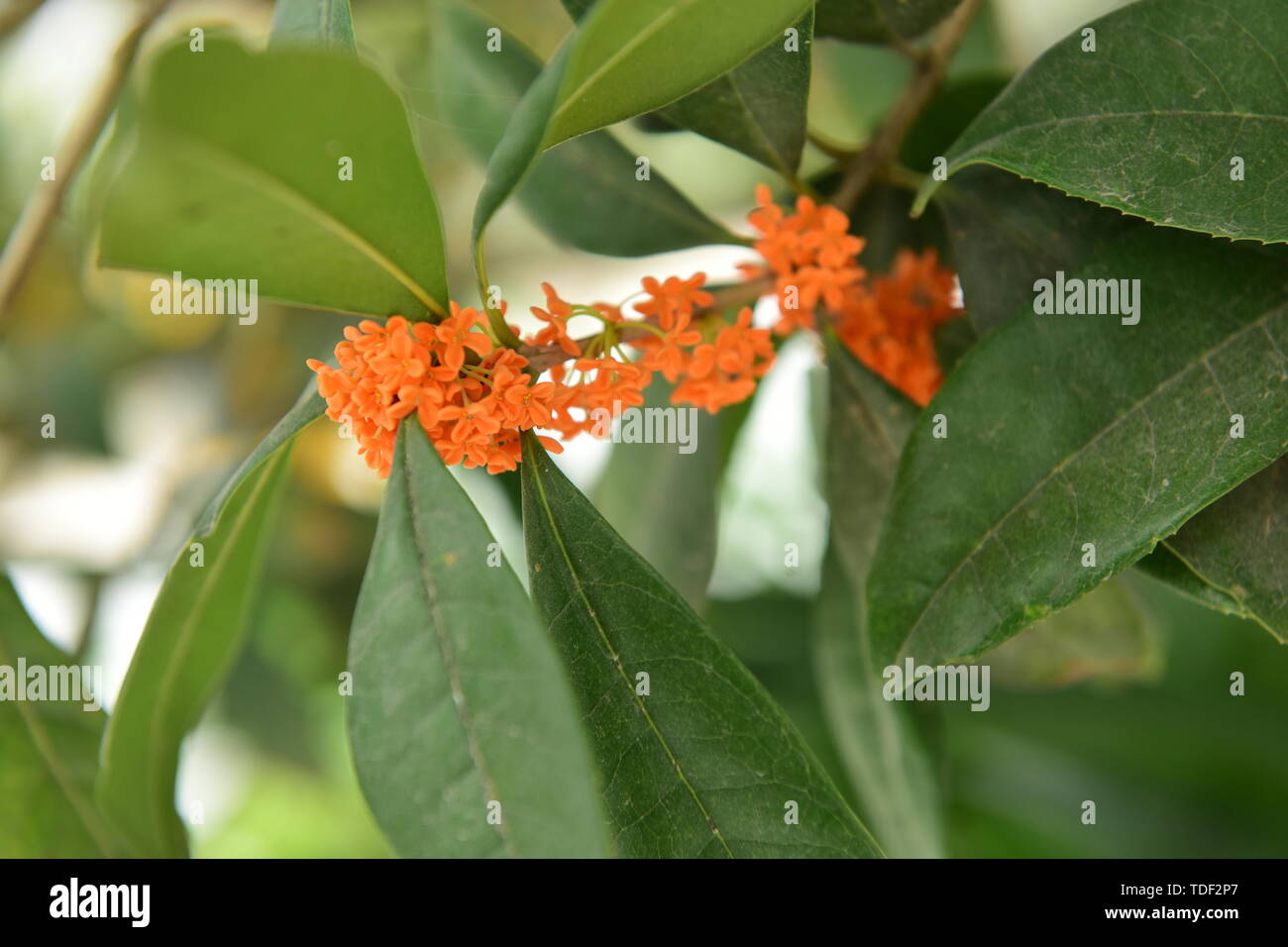 Dangui hi-res stock photography and images - Alamy