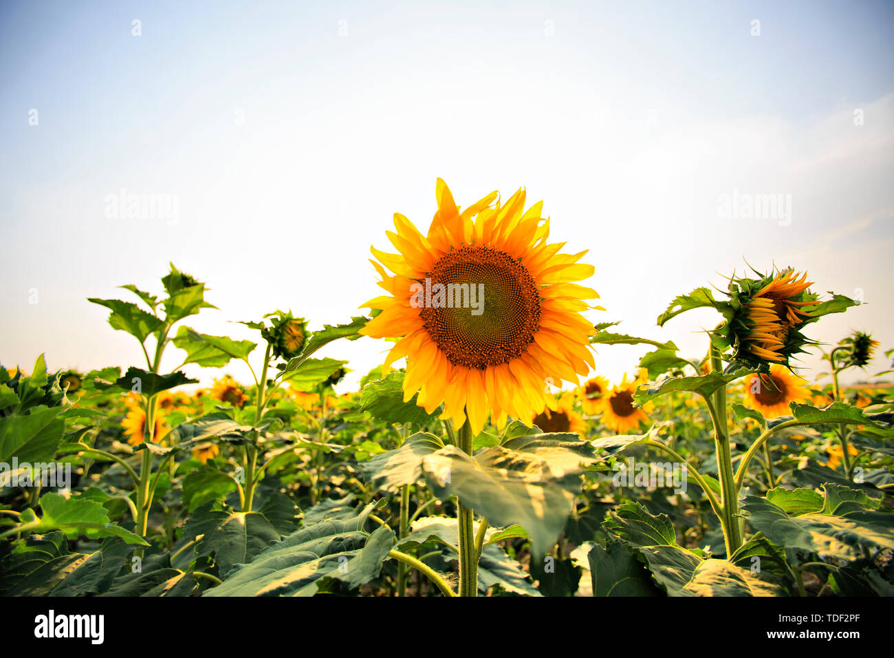 Shot in Wuqiang County, Hengshui City, Hebei Province Stock Photo - Alamy