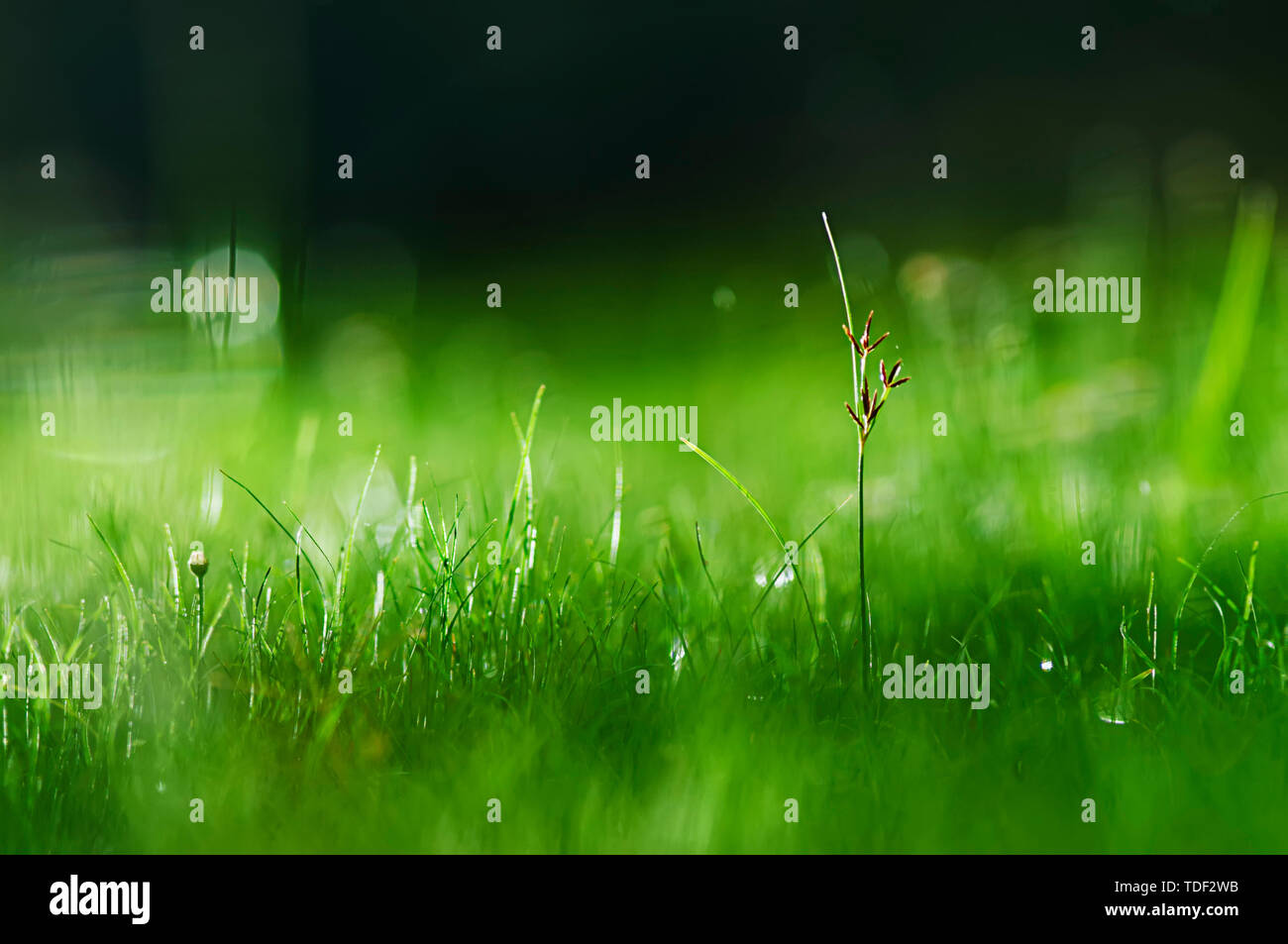 Ecological aesthetics hi-res stock photography and images - Alamy