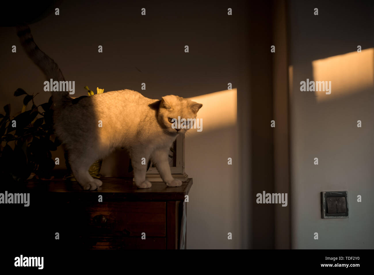 Shining cats hi-res stock photography and images - Alamy