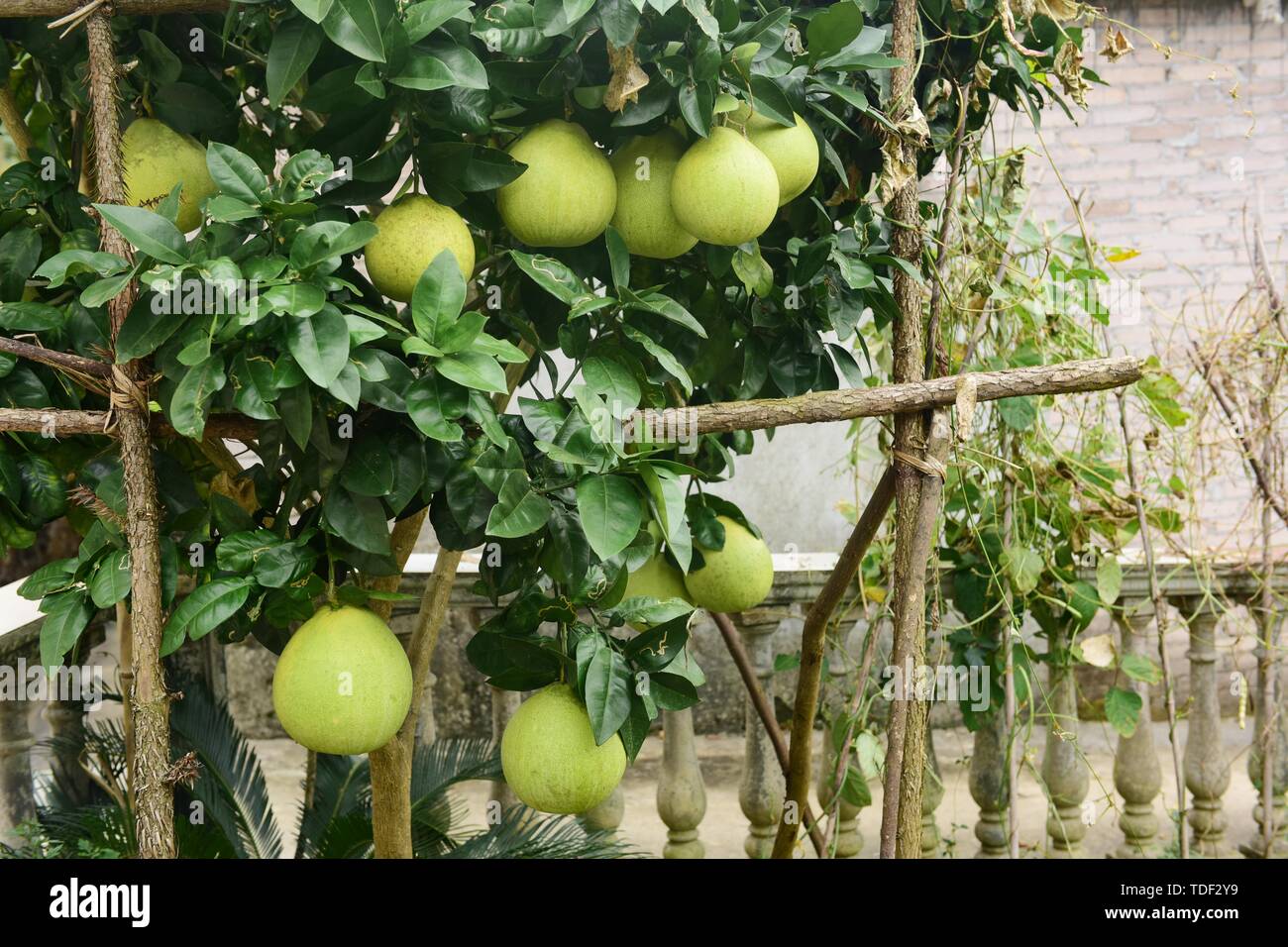 Pomelo planting hi-res stock photography and images - Alamy