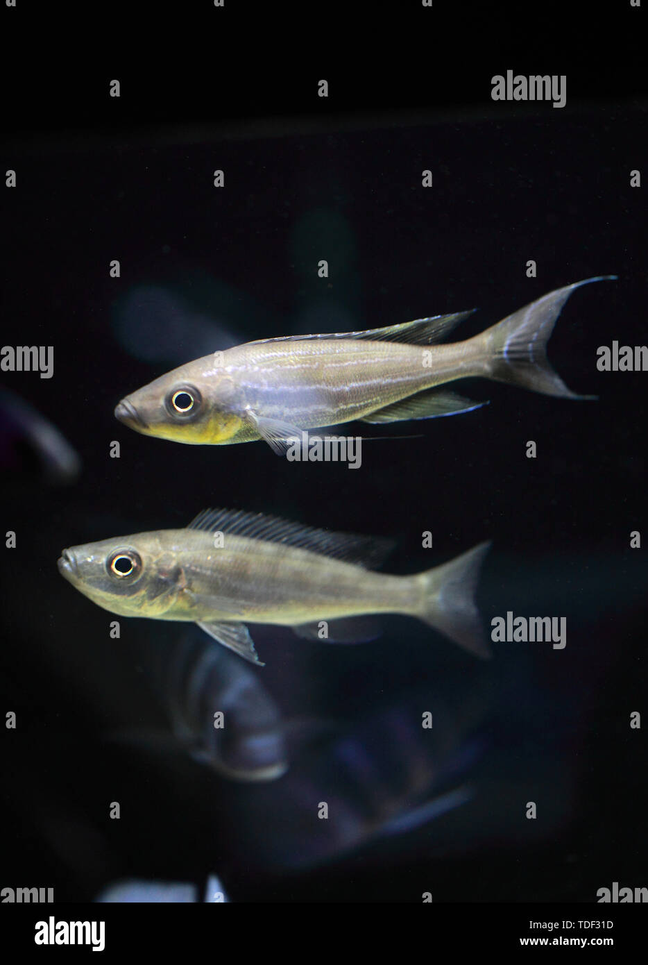 Fishies hi-res stock photography and images - Alamy