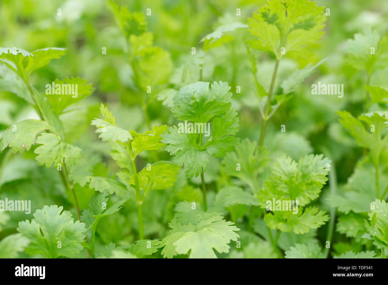 Cilantro plants hi-res stock photography and images - Alamy