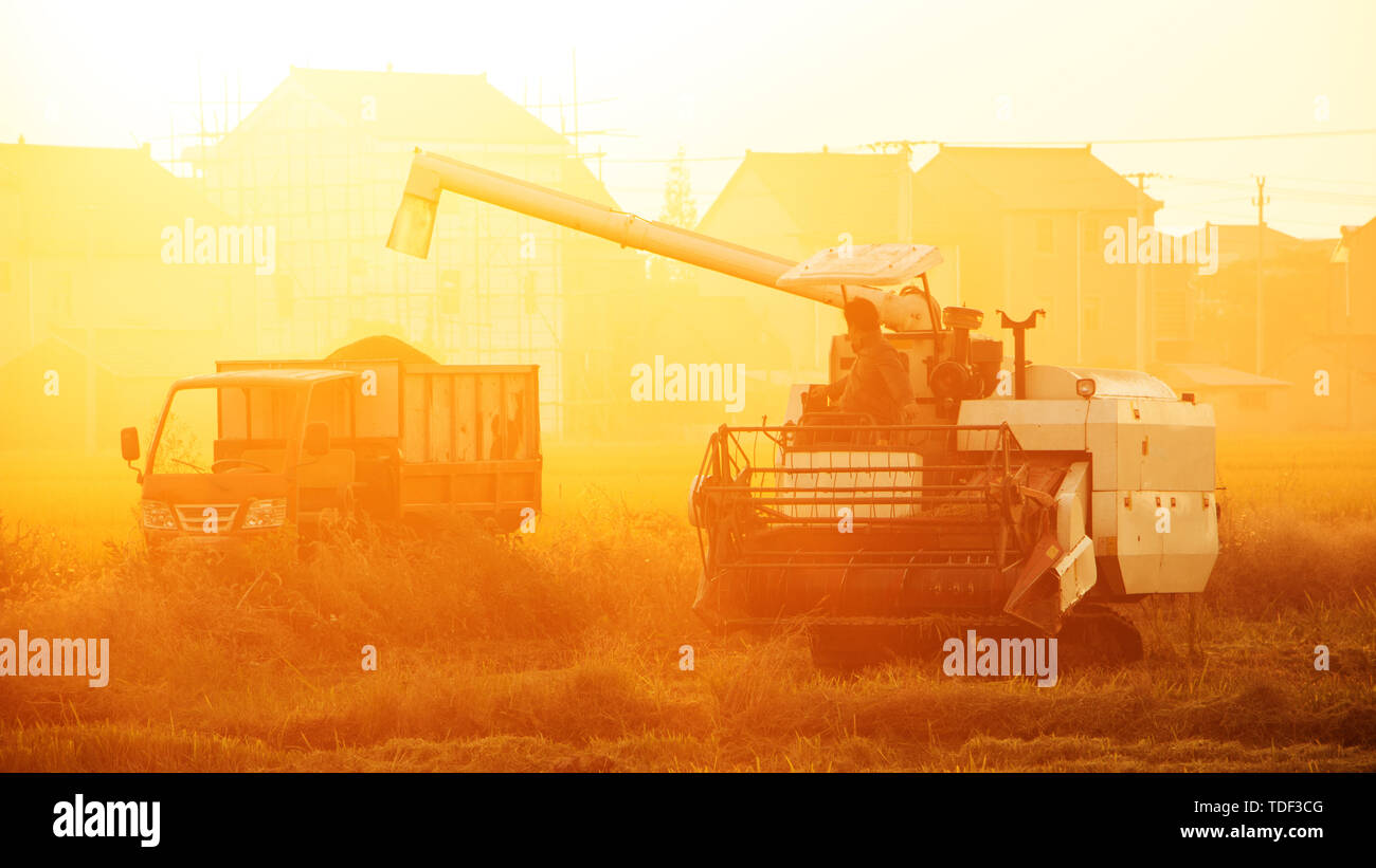 Ripe Rice Field High Resolution Stock Photography and Images - Alamy