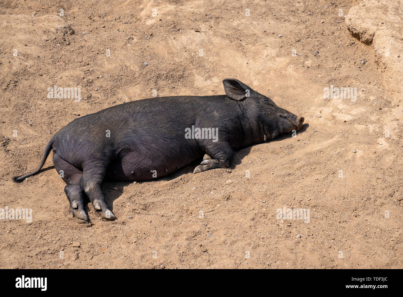Black sport pig hi-res stock photography and images - Alamy