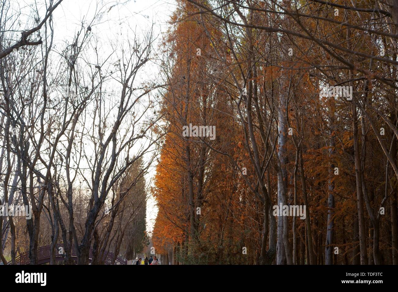 Autumn yellow deciduous forest HD material Stock Photo - Alamy