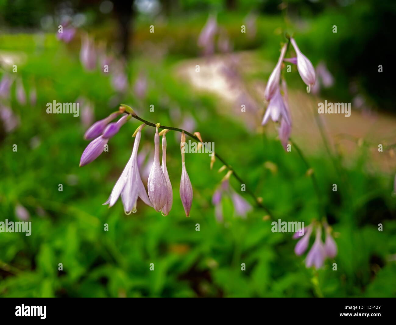 Dawn park comfortable weather flowers hi-res stock photography and ...