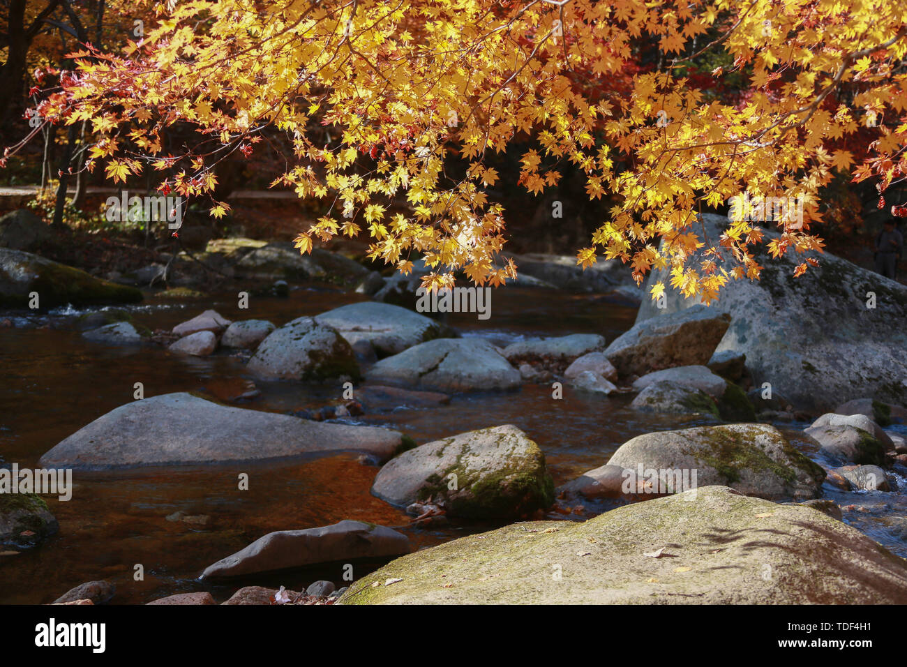 Fall Autumn Colorful Forest Maple Leaf Scenery of Benxi Stock Photo - Alamy