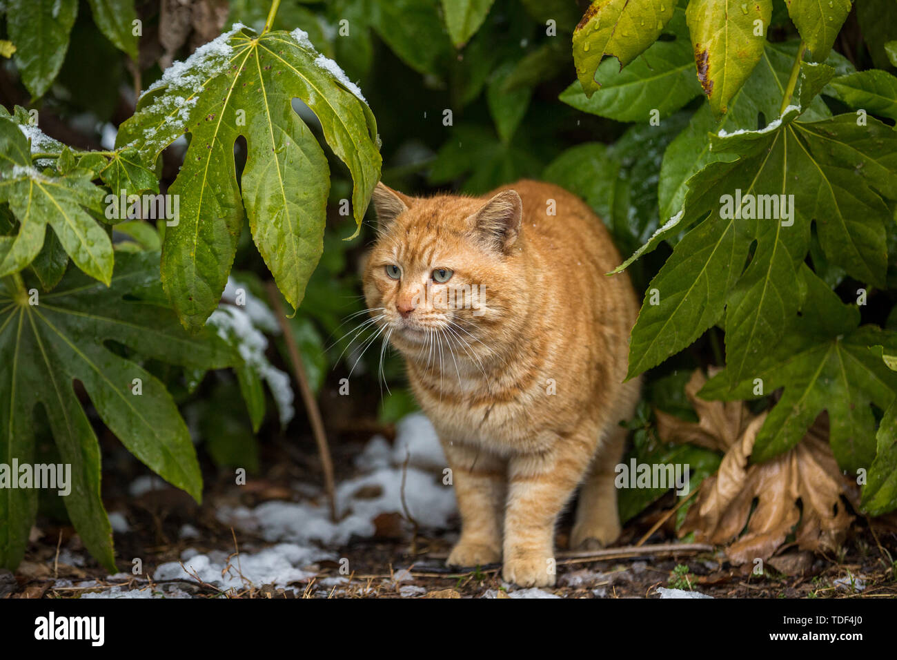 A wandering life Stock Photo - Alamy