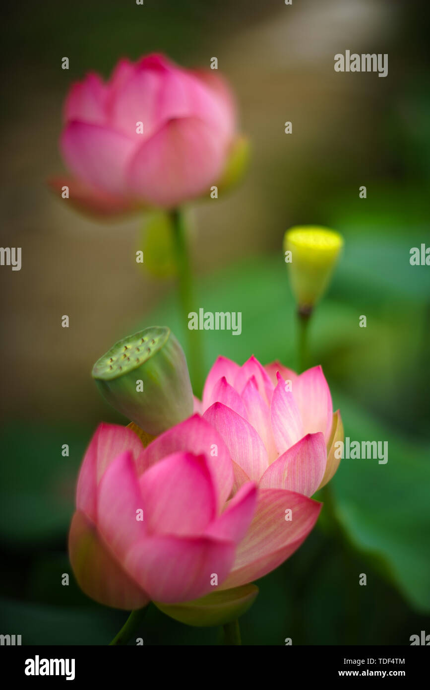 Water lilies in foreign countries in hi-res stock photography and ...
