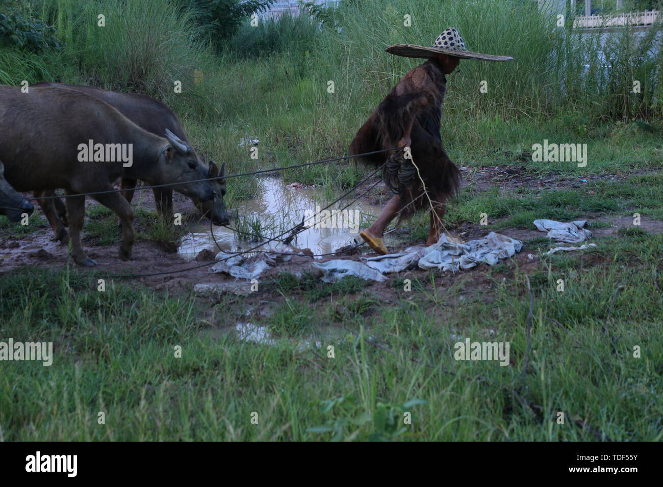 Old people in rural areas herd cattle Stock Photo - Alamy