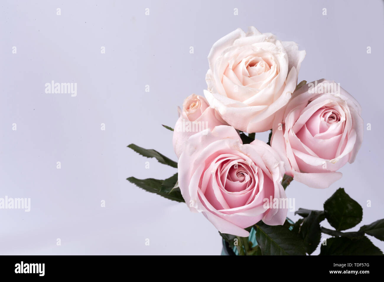 Pink Snow Mountain Rose Stock Photo - Alamy