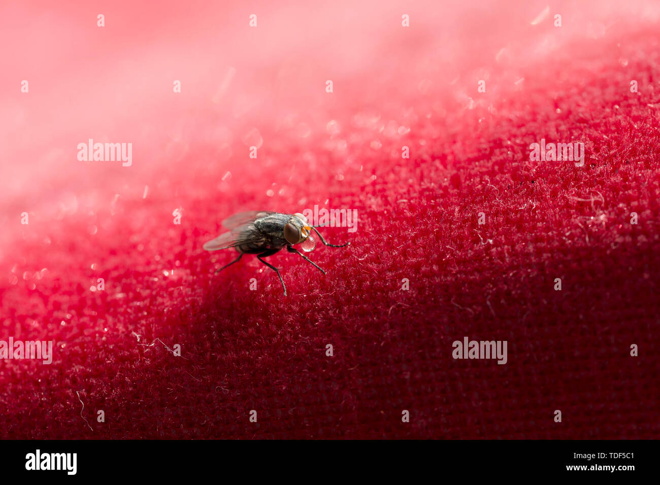 Microscopic shooting of flies on the carpet Stock Photo - Alamy
