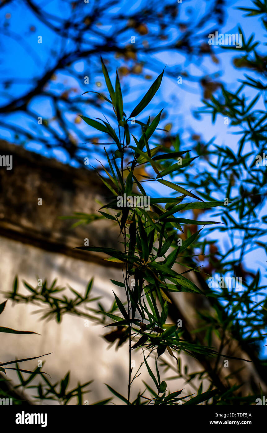 Autumn Color in Suzhou Garden Stock Photo - Alamy