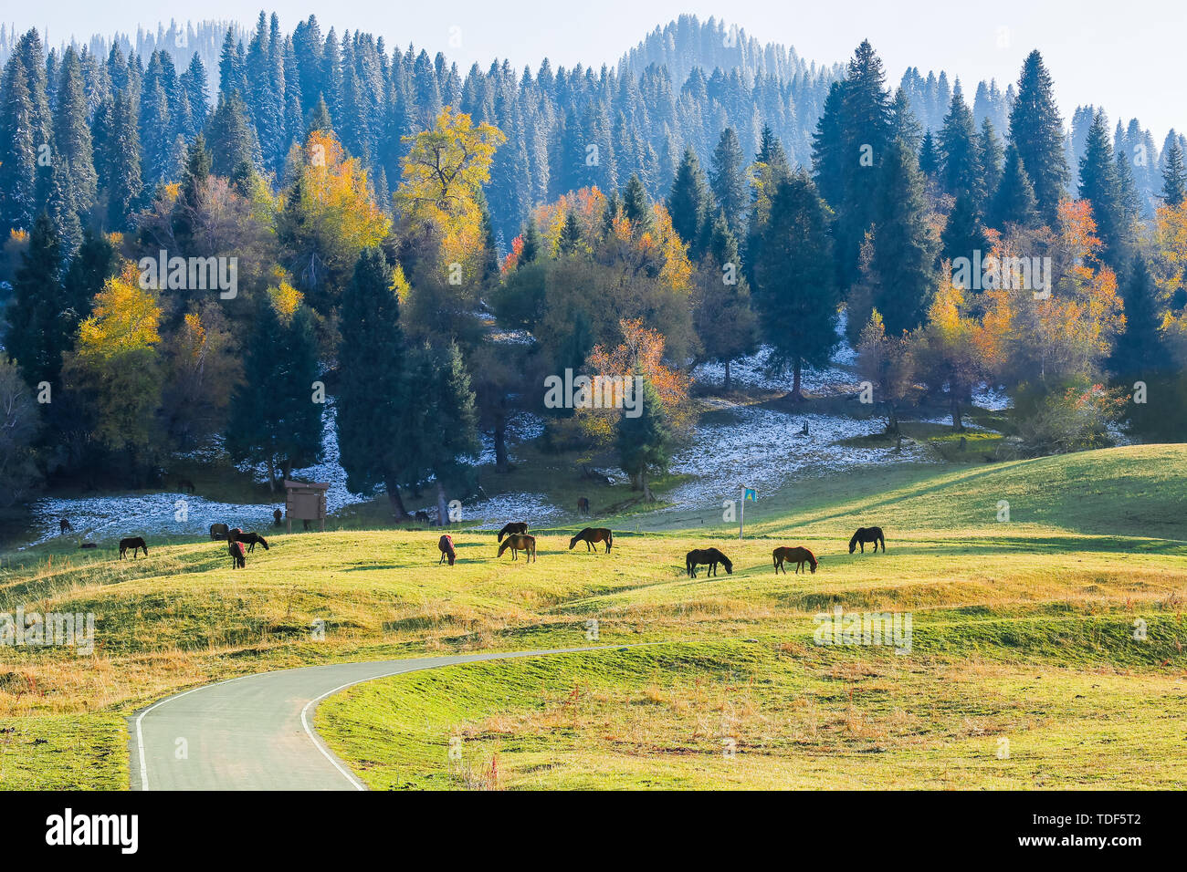 All of the images are from Narathi grassland, Turgen apricot flower ...