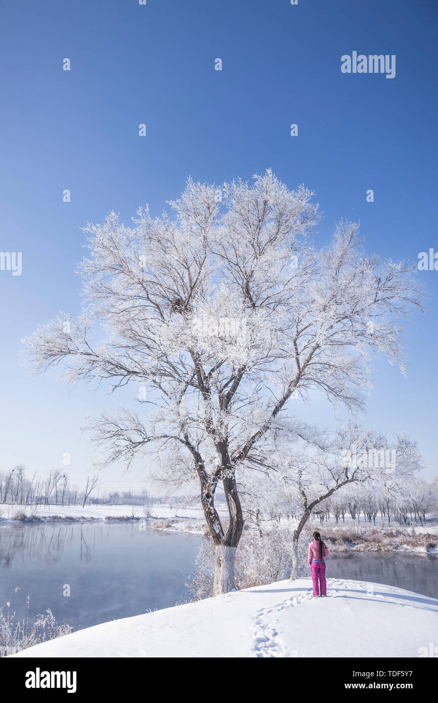Frozen trees landscape with frosting trees and fog hi-res stock ...