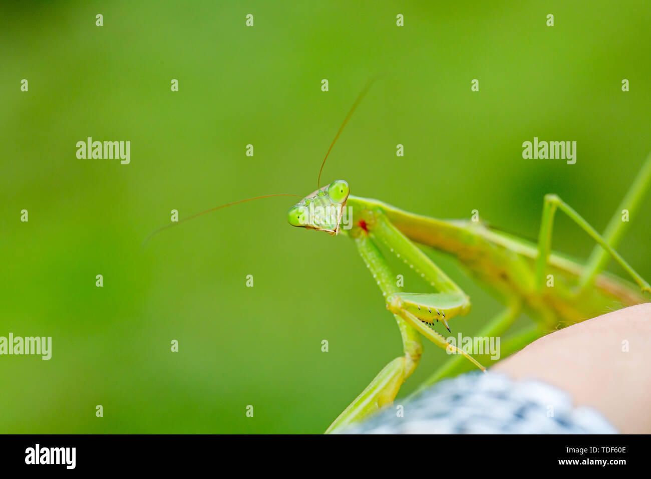 Mantis flies hi-res stock photography and images - Alamy