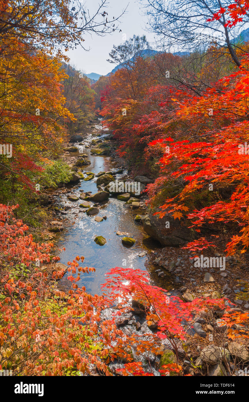 Fall maple trees Stock Photo - Alamy
