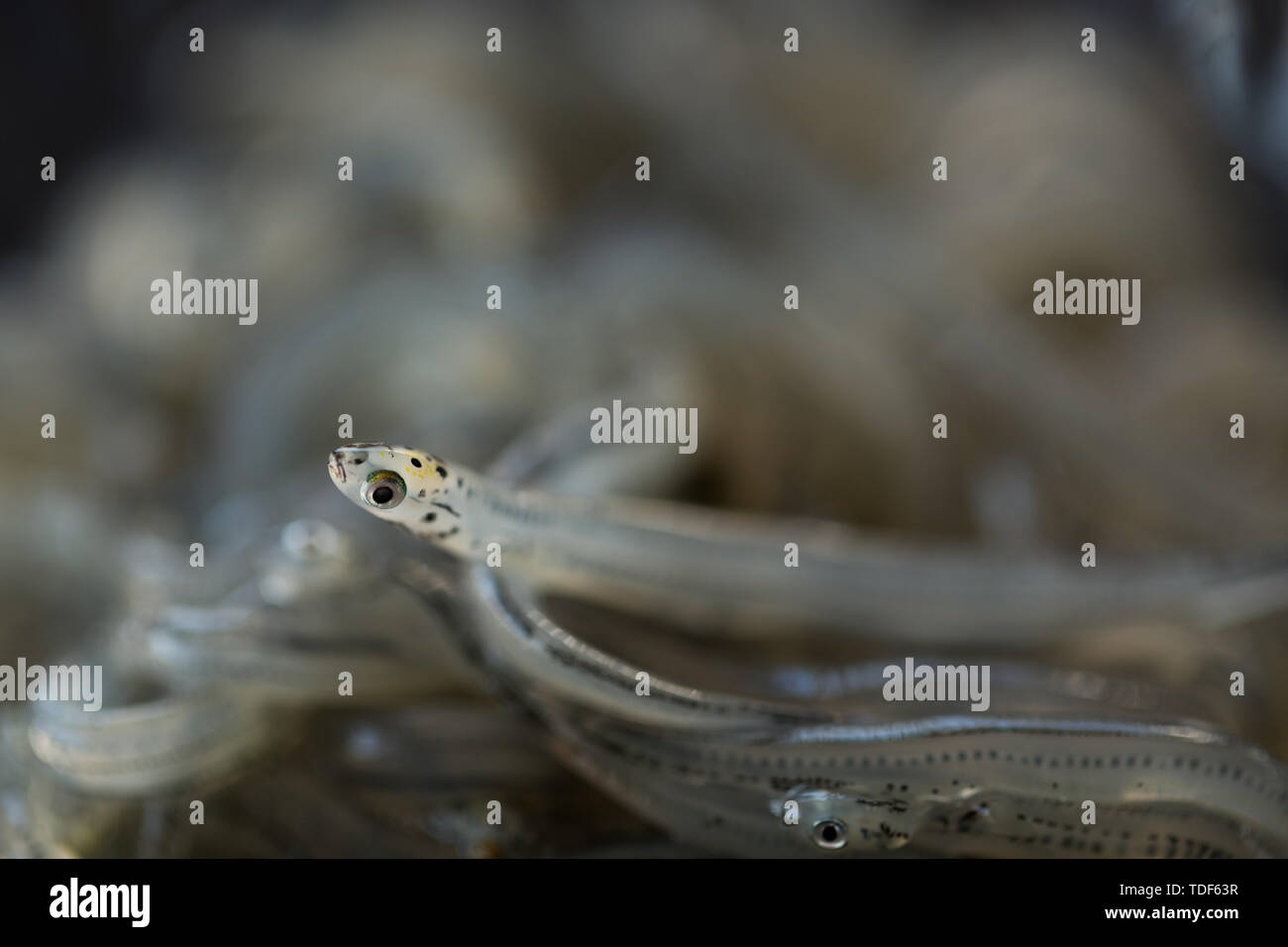 New Zealand whitebait Stock Photo - Alamy
